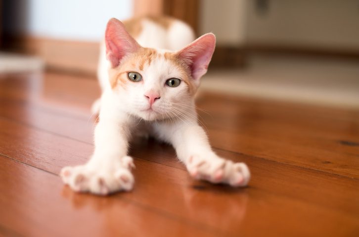 Cat Kneading: Why Do Cats Make Biscuits? | Cornerstone Veterinary ...